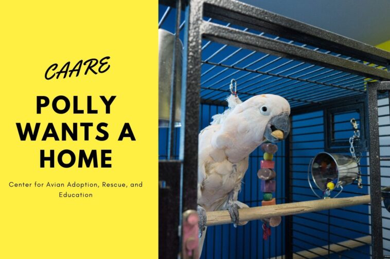 CAARE: Polly Wants A Home | Fargo Monthly