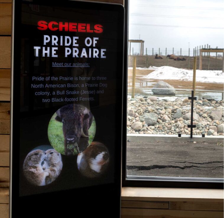 New Red River Zoo SCHEELS Pride Of The Prairie Bison Exhibit Now Open ...