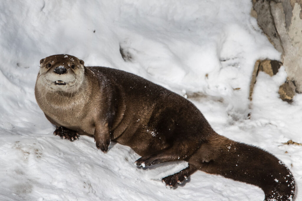 Animals In The Valley | Fargo Monthly