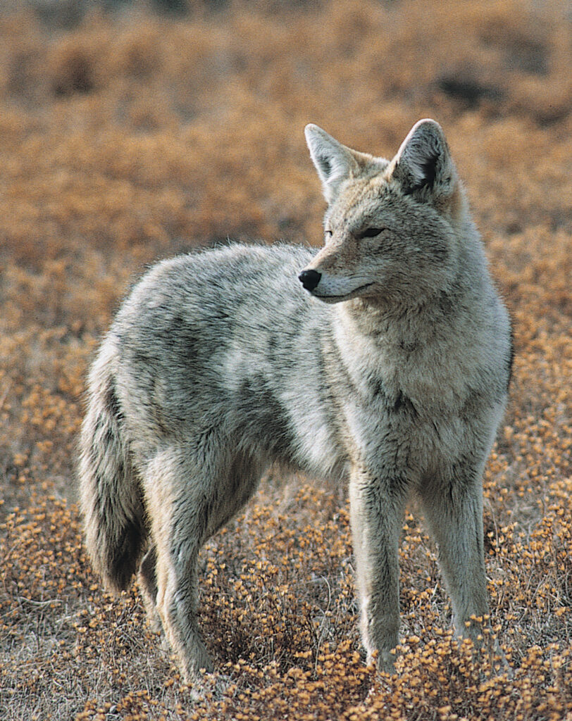 Animals In The Valley | Fargo Monthly